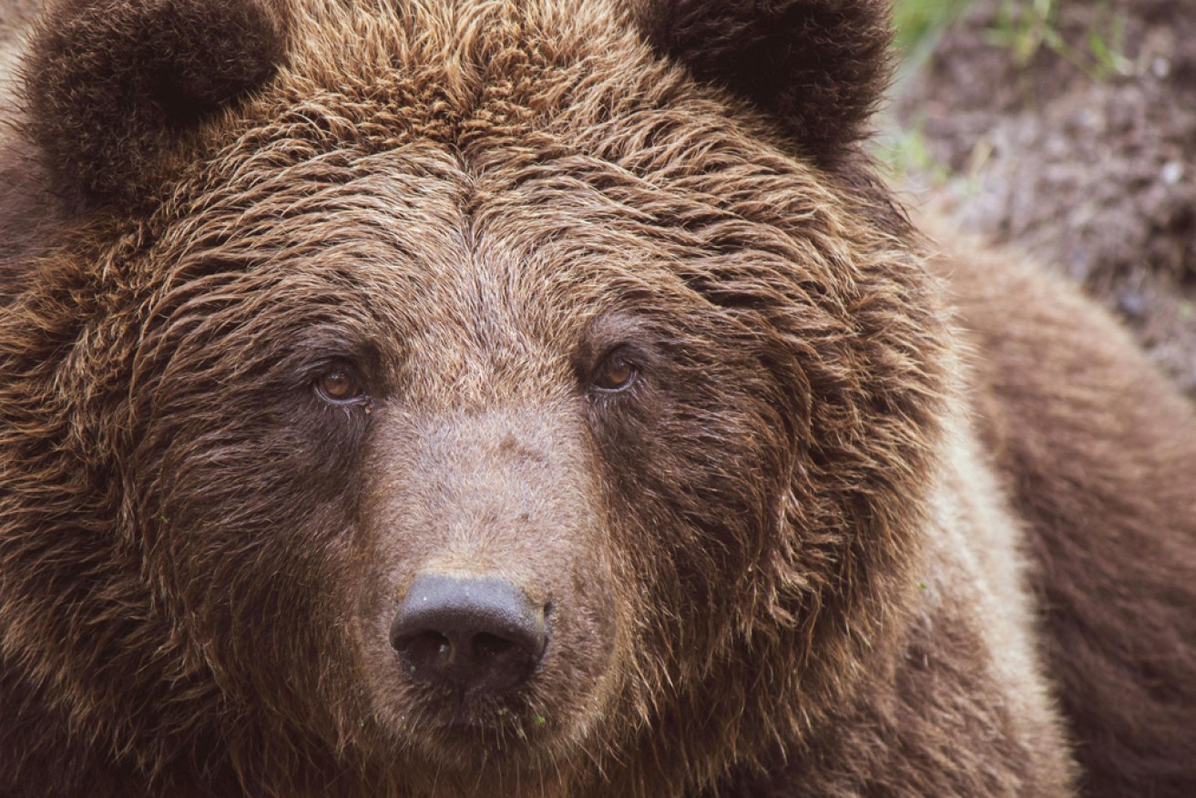 Yellowstone trail closed after bear attacks hiker