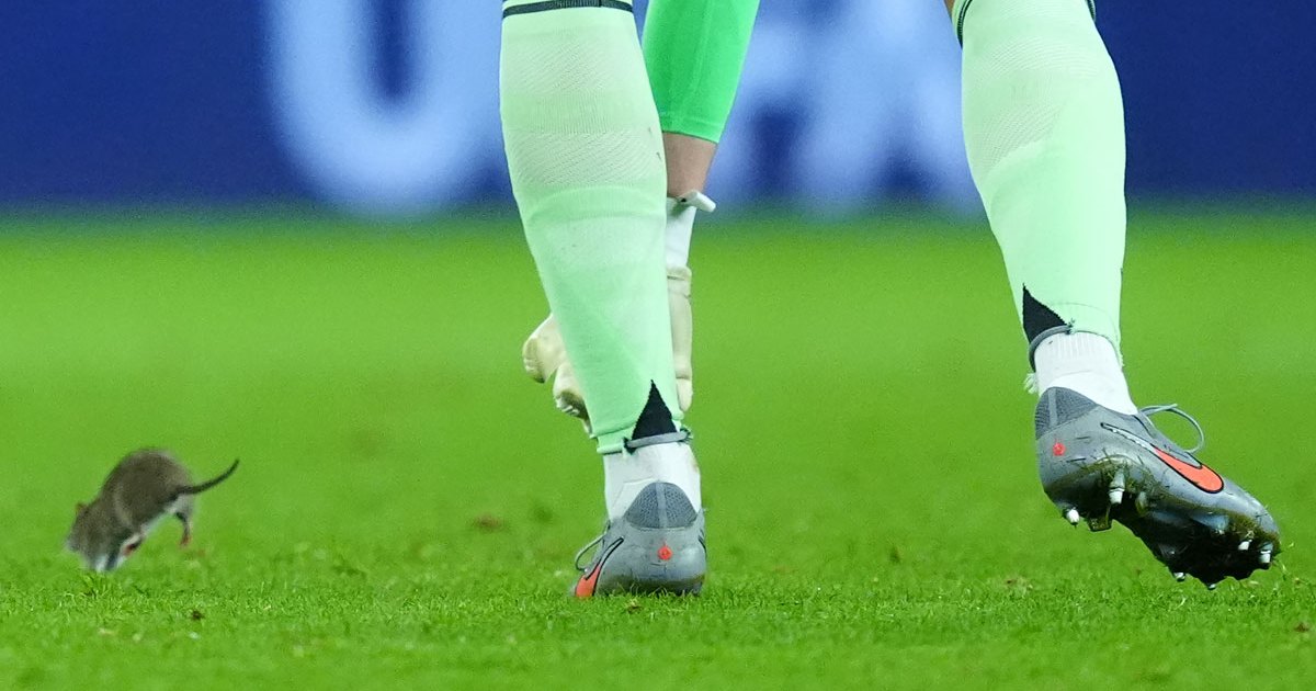 Cheeky rat halts play in World Cup qualifier