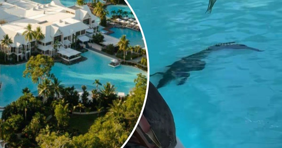 'Don't want to alarm ... but': Croc spotted in Qld resort pool