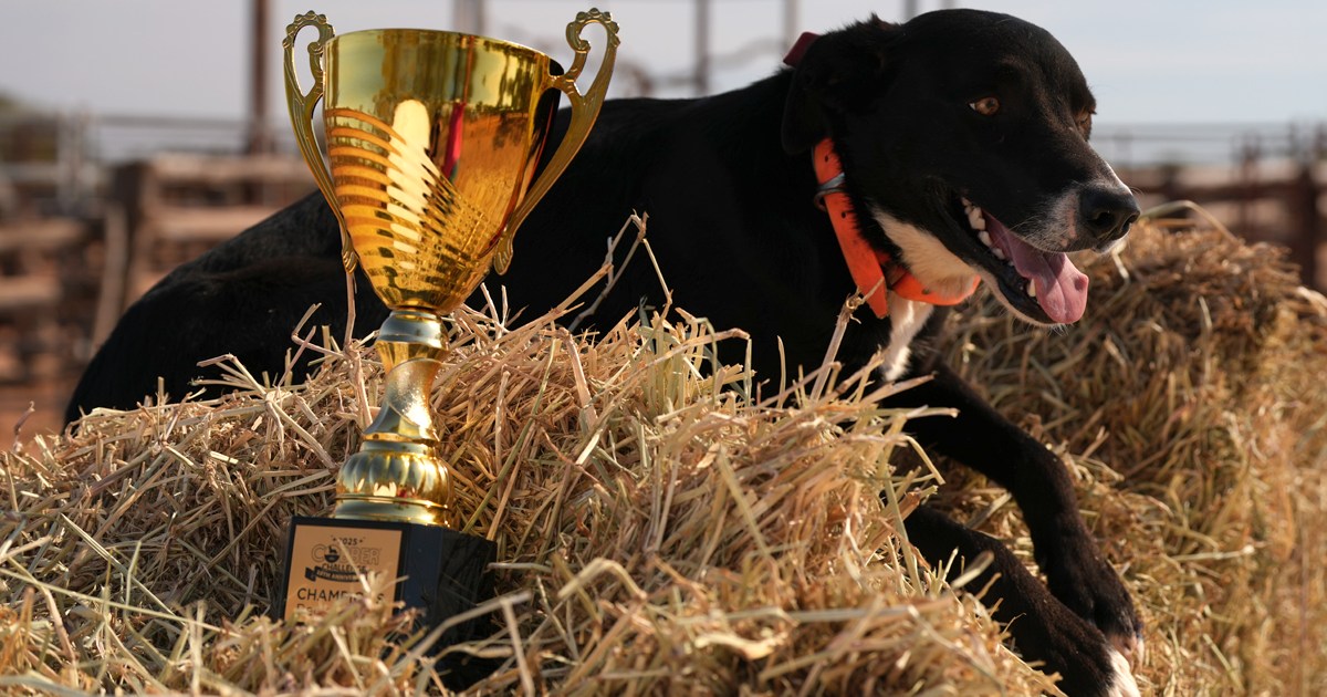 Dashing Duke is goodest boy in working dog challenge