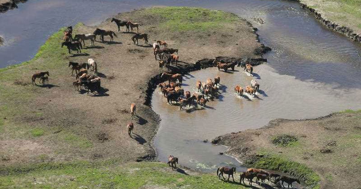 Controversial brumby laws axed
