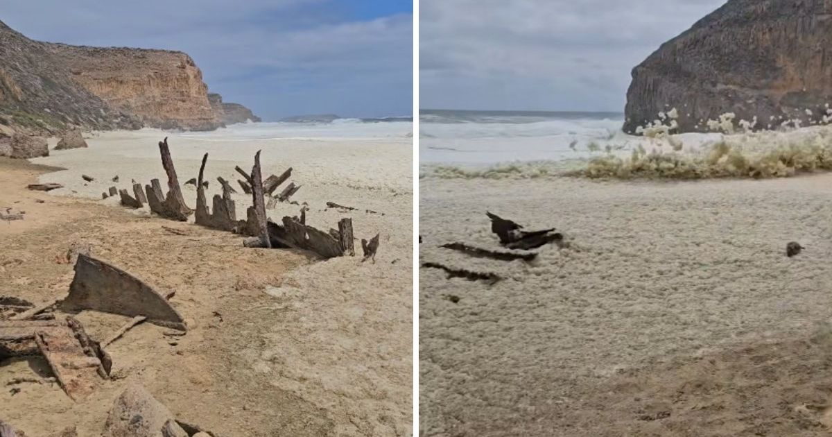 Wave of algal bloom flare-ups in South Australia
