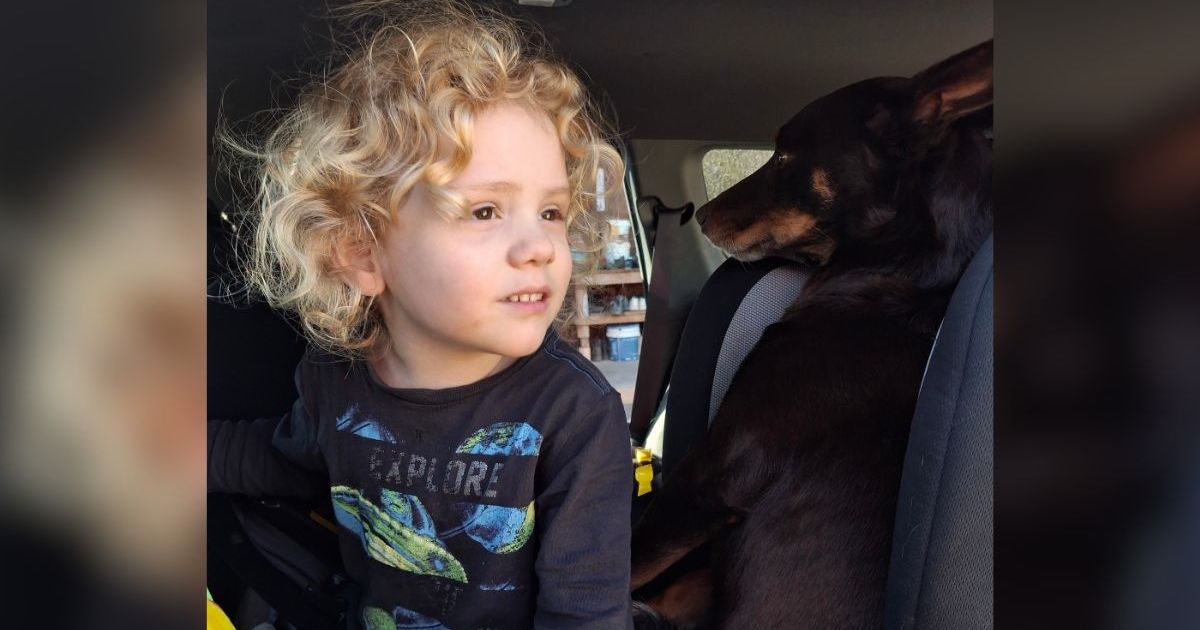 Gus Lamont's 'shattered' parents issue public plea