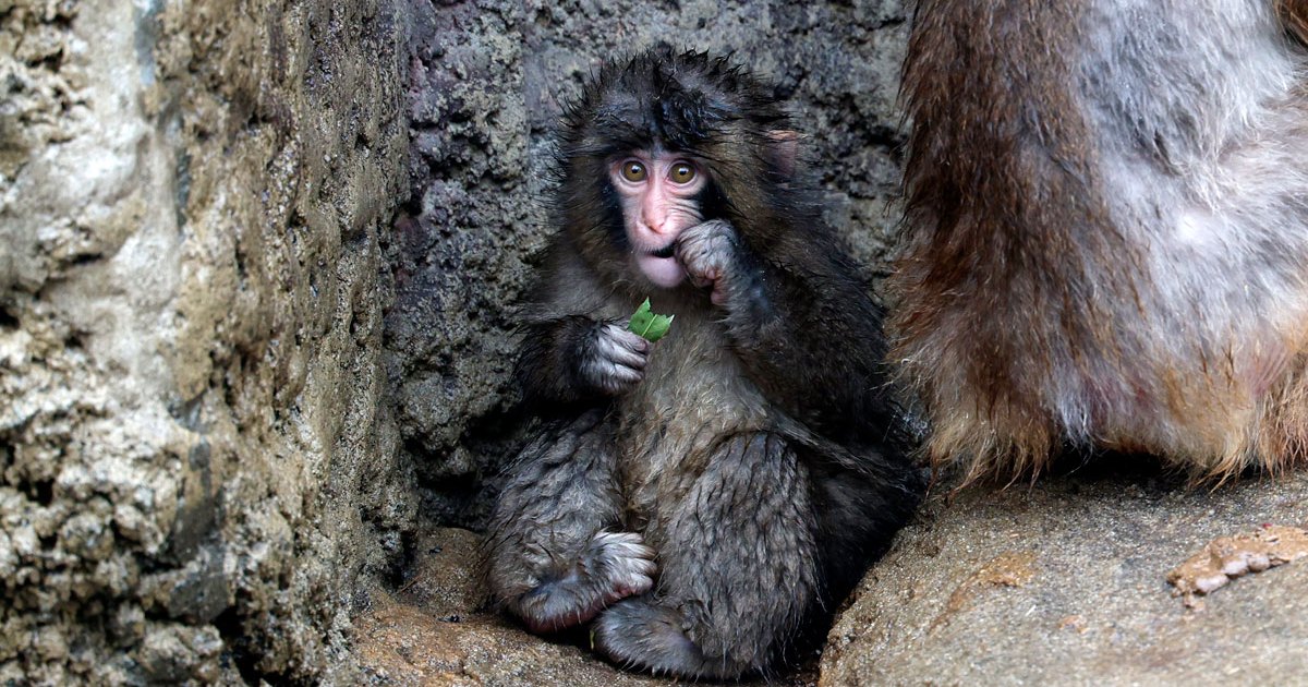 Punch the orphan monkey is outgrowing his plushie | The New Daily