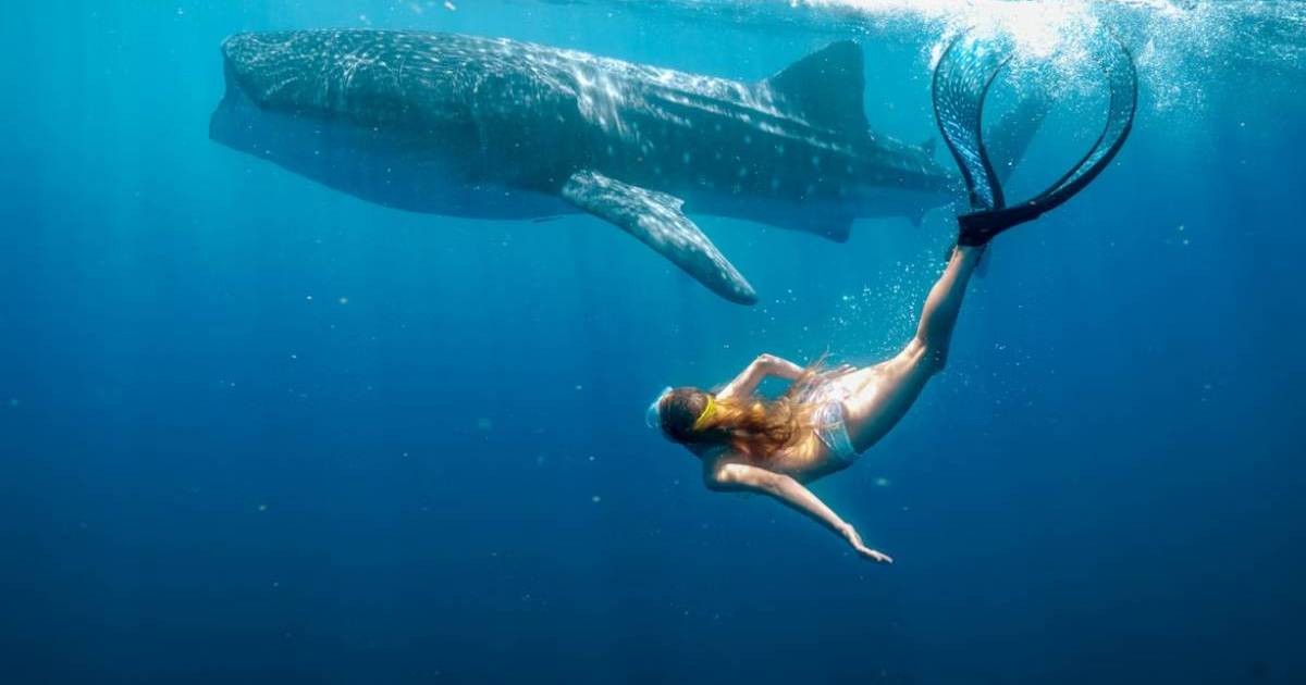 Whale Shark Jack: A tribute to WA's awe-inspiring coastline