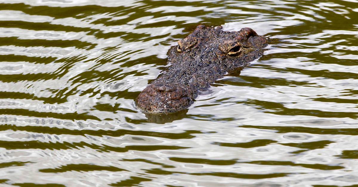 Police officer retrieves human remains from crocodile