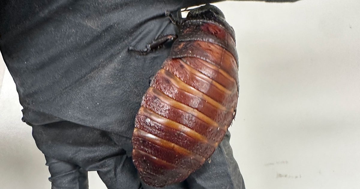 Record bust seizes more than 100,000 exotic cockroaches