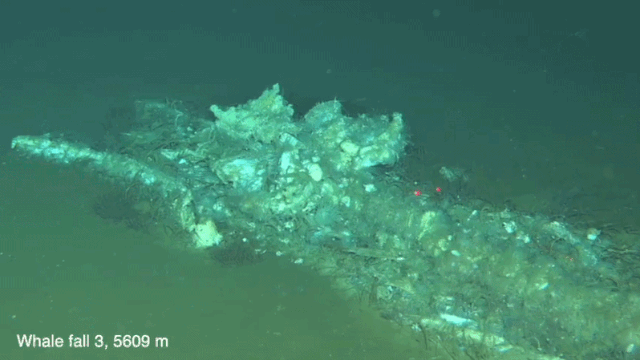Ancient whale graveyard found on the floor of the Indian Ocean