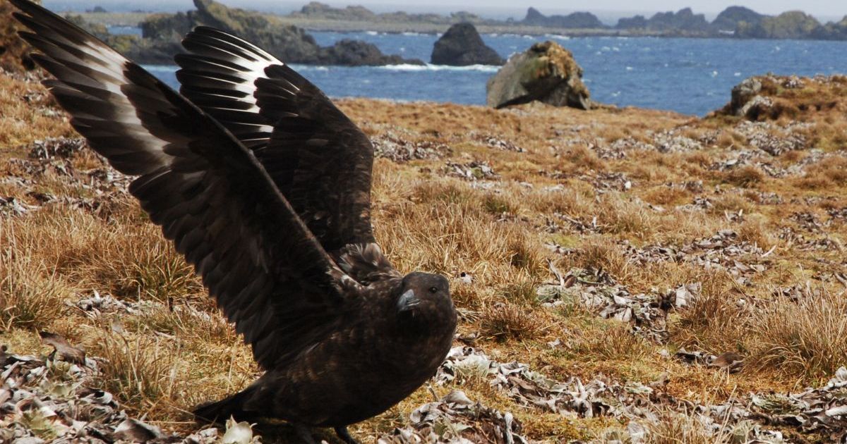 Fears of outbreak escalation as dead birds wash up